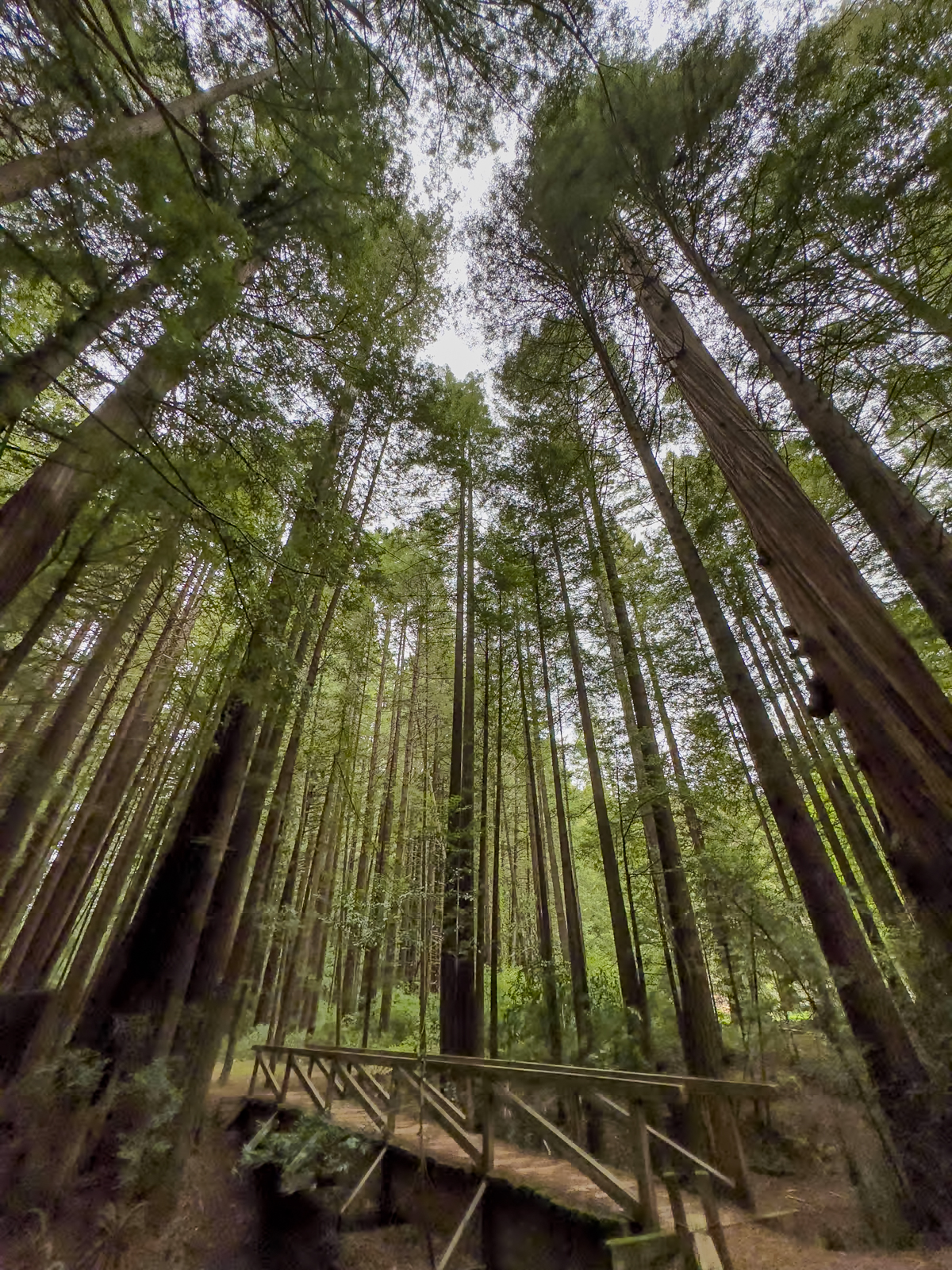 A weekend at Humboldt Redwoods State Park - klauskomenda.net
